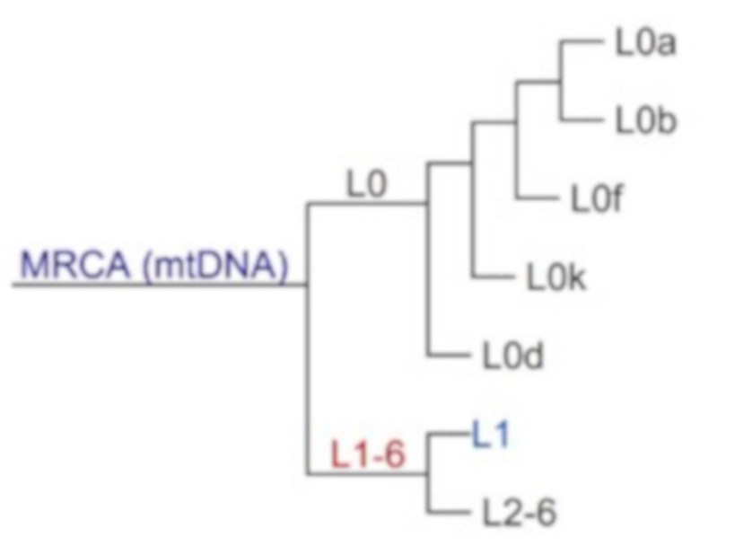 Mitochondrial Eve – an update | Mountains and rivers