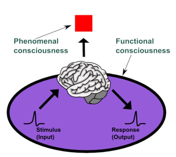 The hard problem of consciousness: David Chalmers and The Conscious ...